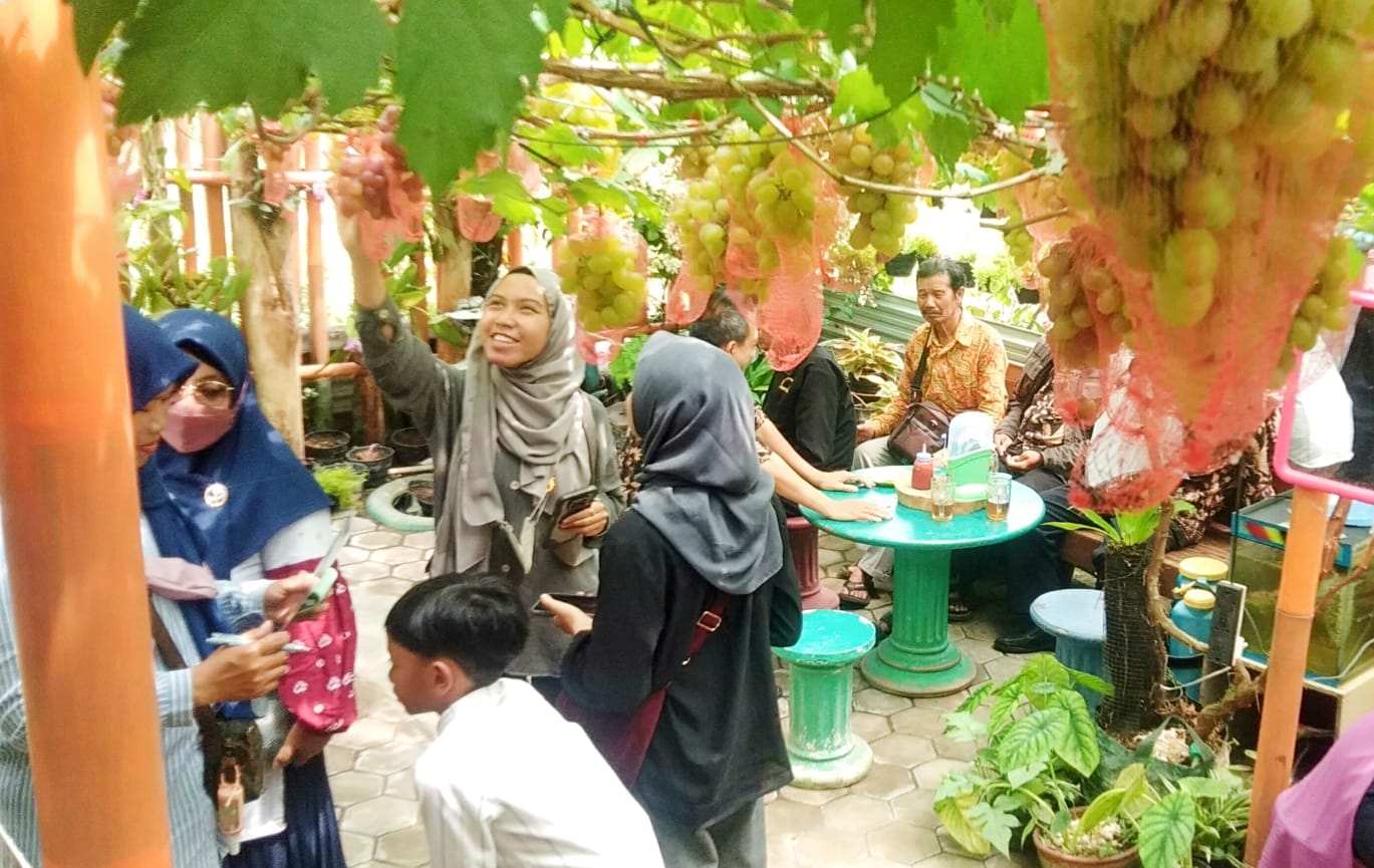 Wisata Edukasi Petik Anggur Lereng Gunung Merapi - KanalMuria